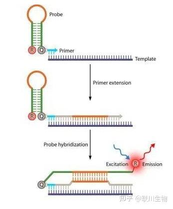 探针法荧光PCR（Taqman 技术）介绍 - 知乎
