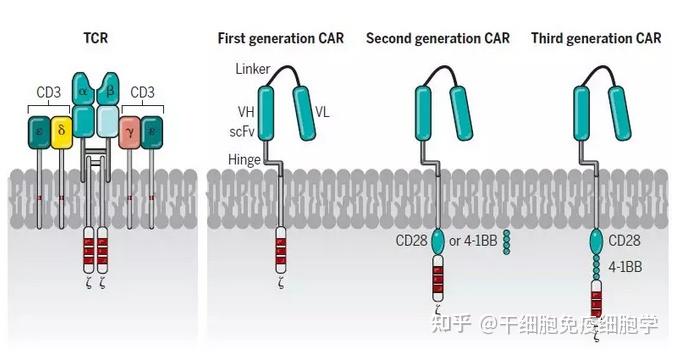 Nature：关于CAR-T 细胞的一切 - 知乎