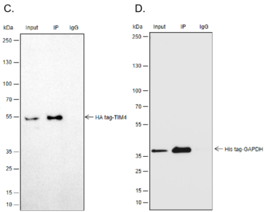 一站式IP打造|原来它才是CoIP成功率高的原因 - 知乎