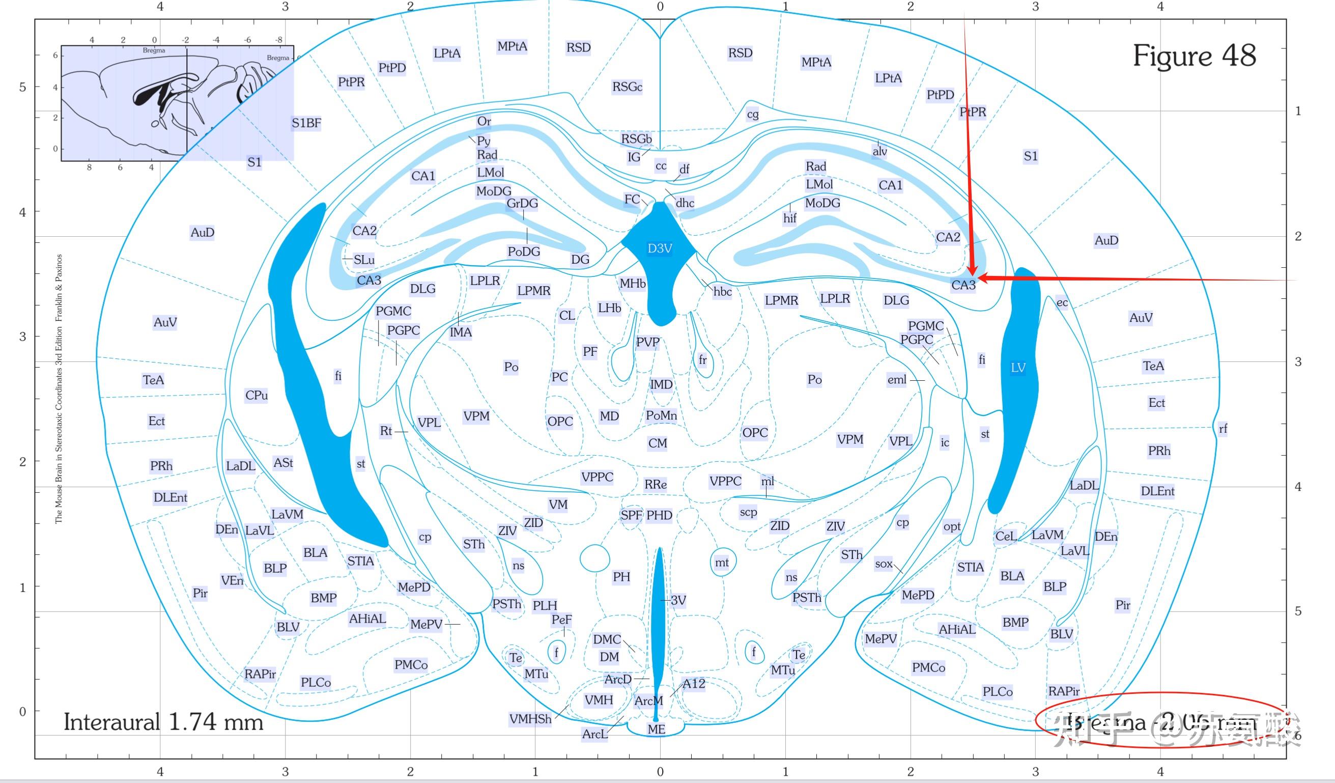神经科学脑区作图·解剖学习 - 知乎