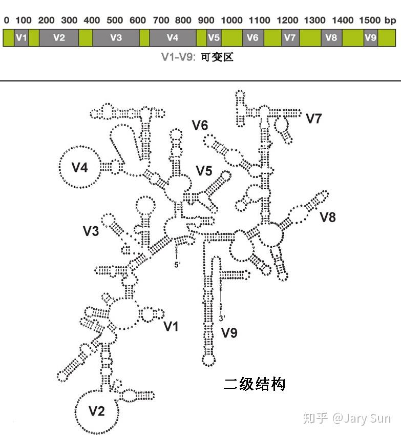 细菌16s rDNA微生物多样性研究中可变区的选择 - 知乎