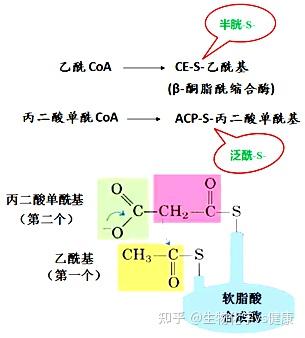 我们体内的脂肪是如何合成的? - 知乎
