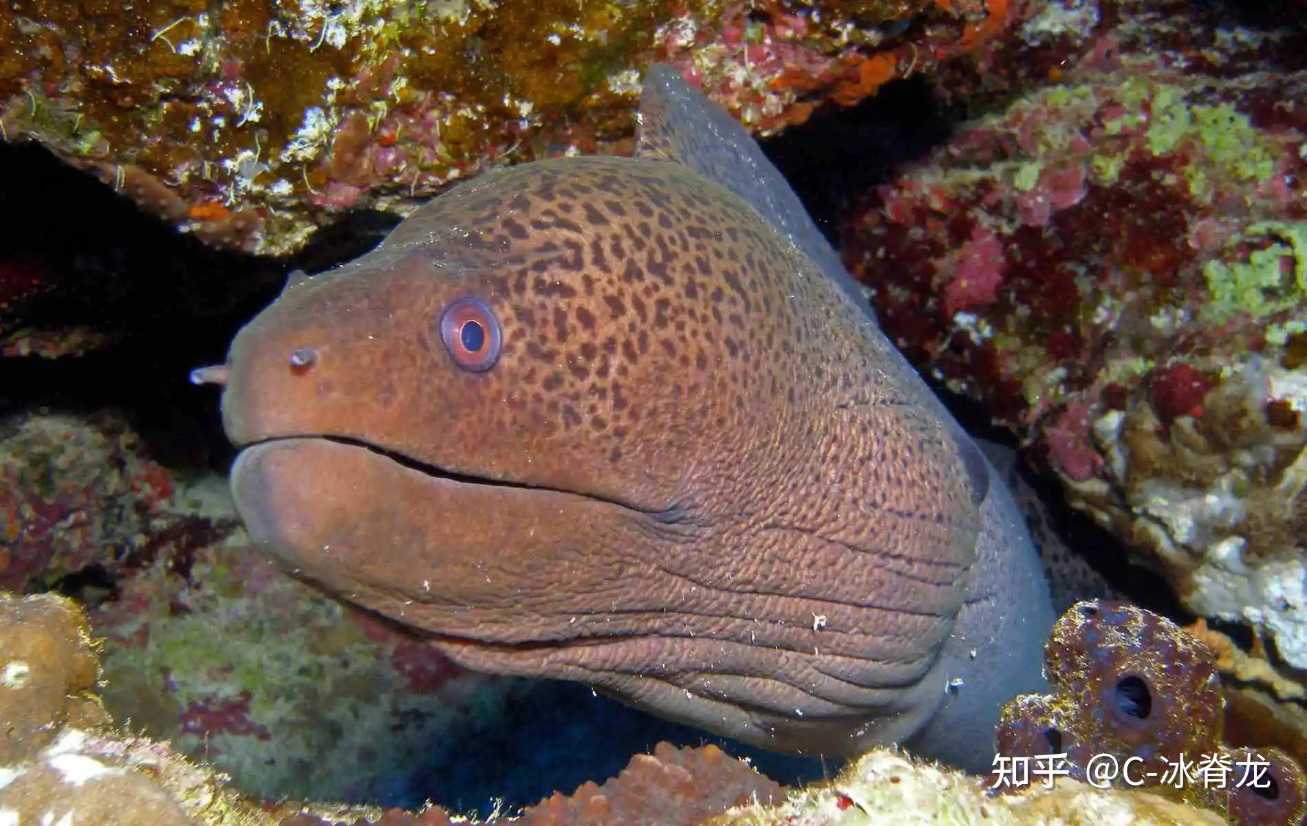 【神秘动物学】普基希纳捕食者（Pukehina Predator） - 知乎