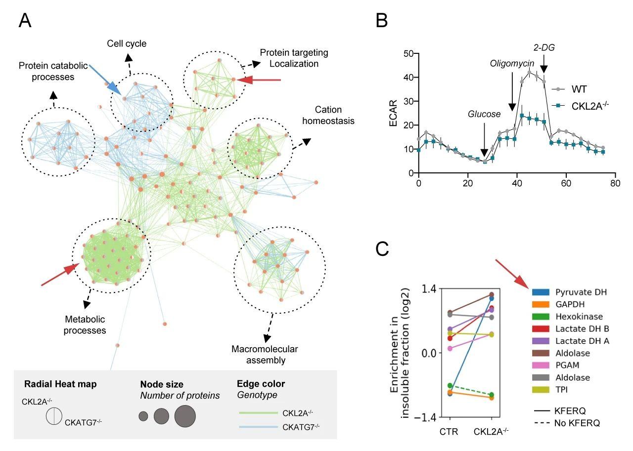 MCE | 分子伴侣介导的自噬 - 知乎