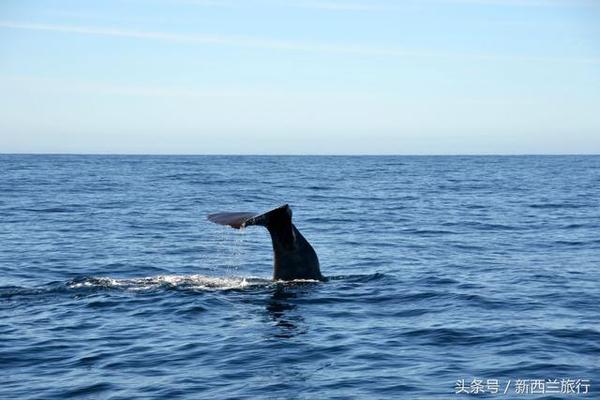 新西兰——观鲸海钓提神之旅 - 知乎