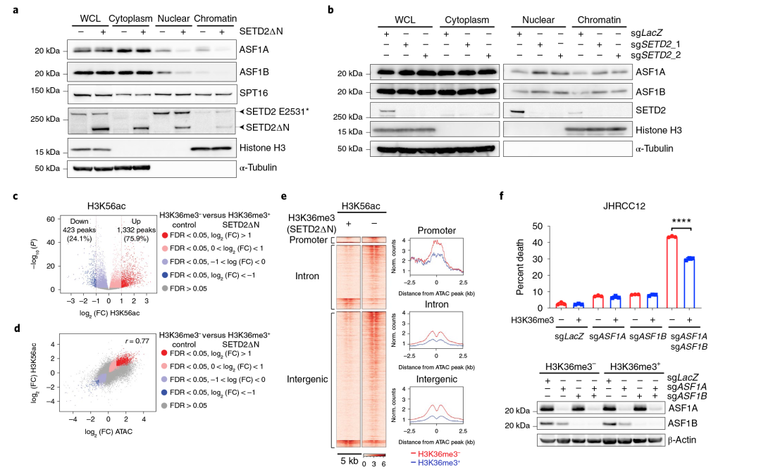SETD2的缺失到底如何促进癌细胞的转移？ - 知乎