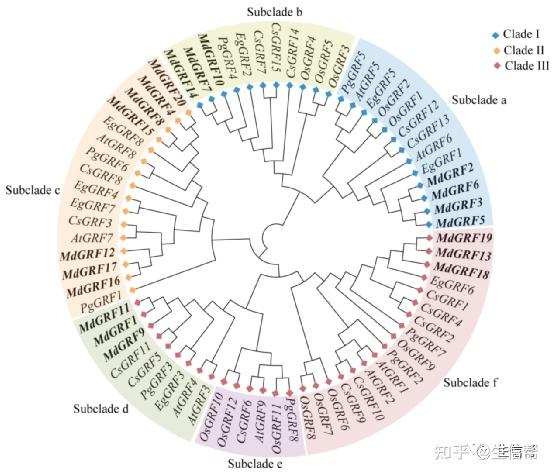 基因家族详解-GRF基因家族的全基因组鉴定和特征分析 - 知乎