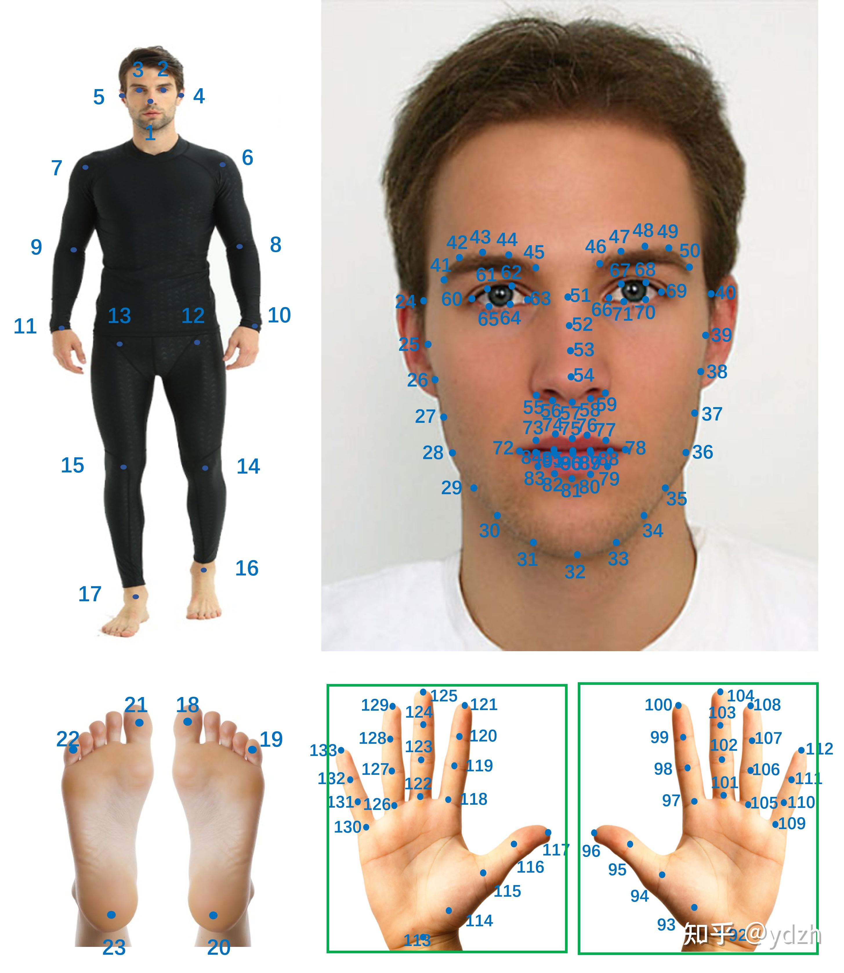 smpl、smplx、coco等骨架(skeleton)系统 - 知乎