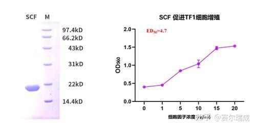Human SCF（重组人干细胞因子）重组蛋白介绍 - 知乎