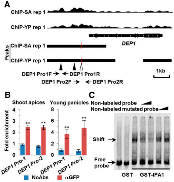 转录因子IPA1，次次都能发顶刊是怎么做到的？ - 知乎