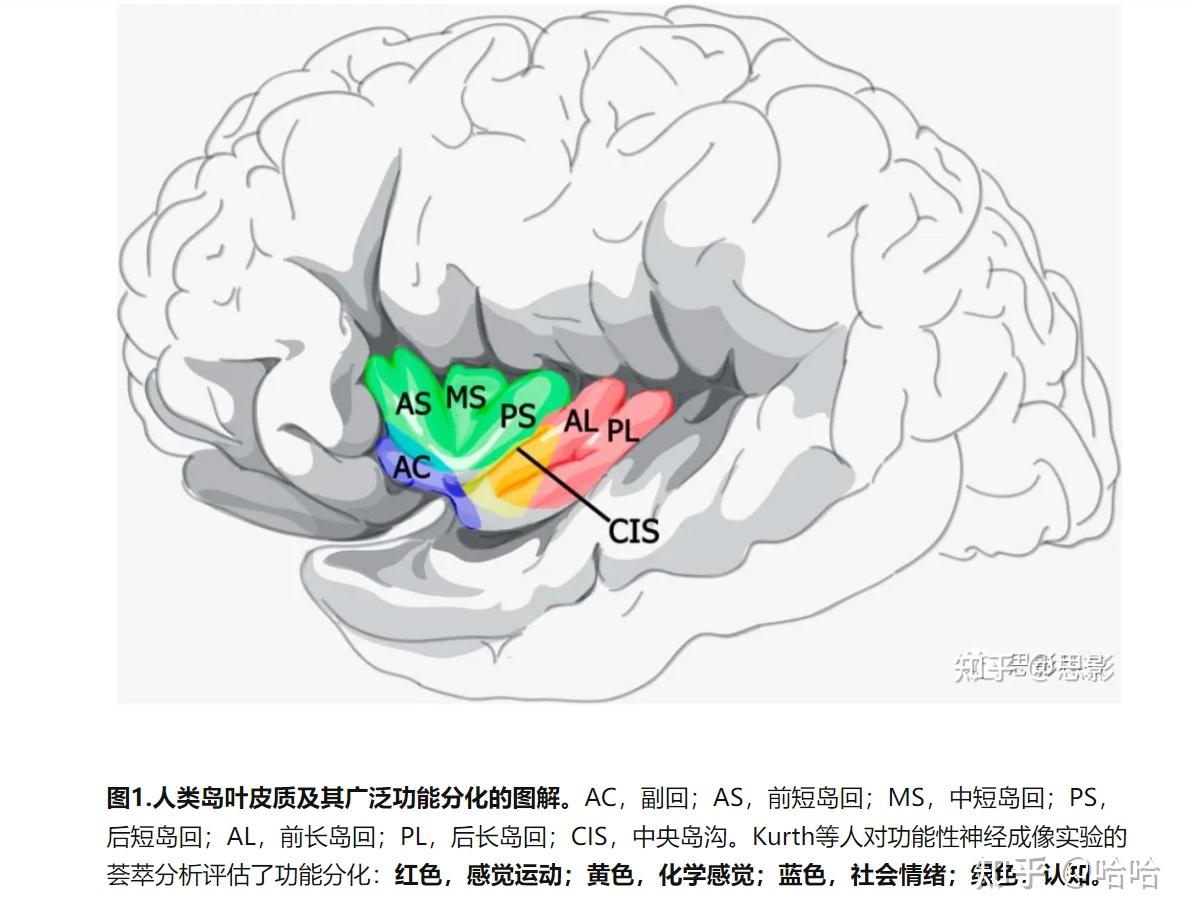 岛叶（insula)、岛盖 - 知乎