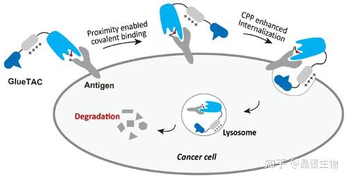 硬核梳理|一文教你区分PROTAC，LYTAC，AUTAC..... - 知乎