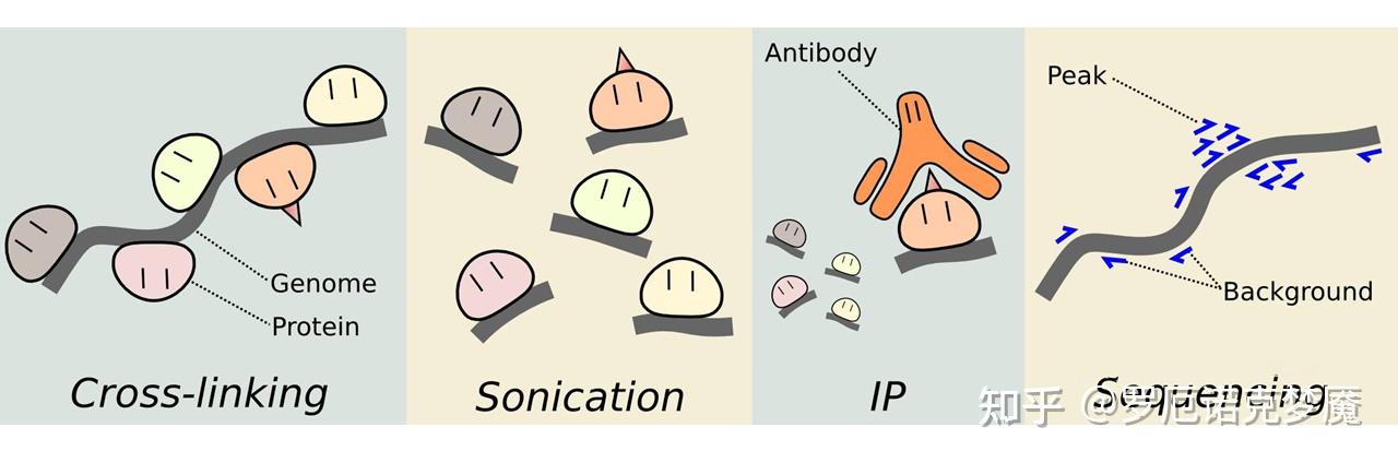 什么是ChIP？——ChIP原理概述 - 知乎