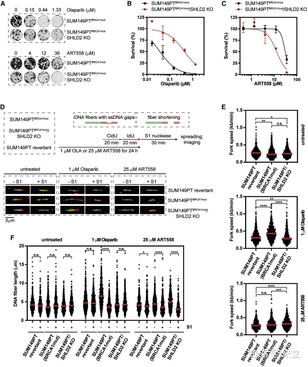 IF:19.328｜POLQ“封条”连接ssDNA缺口维持BRCA缺陷癌细胞基因组的稳定 - 知乎
