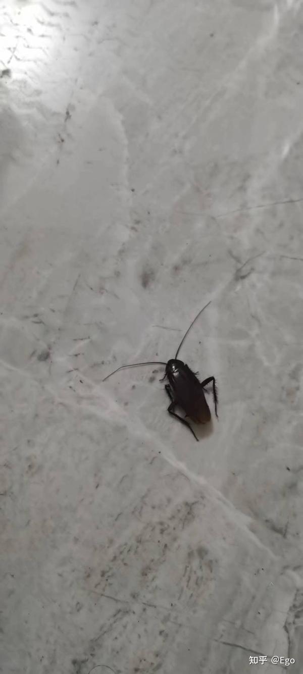 害怕南方蟑螂的北方人 - 知乎