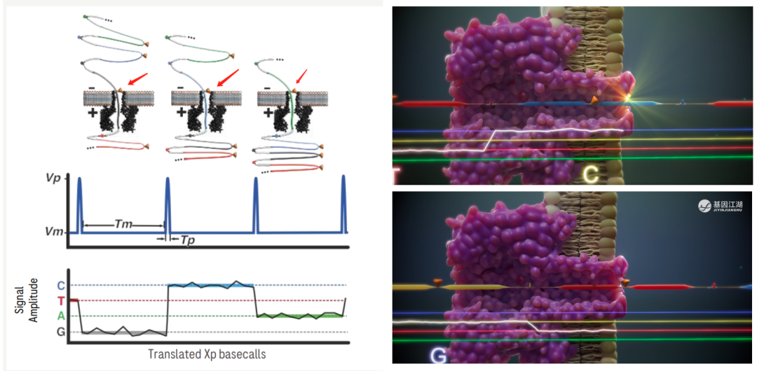 罗氏Roche测序：士别十年，我胡汉三又回来了！ - 知乎