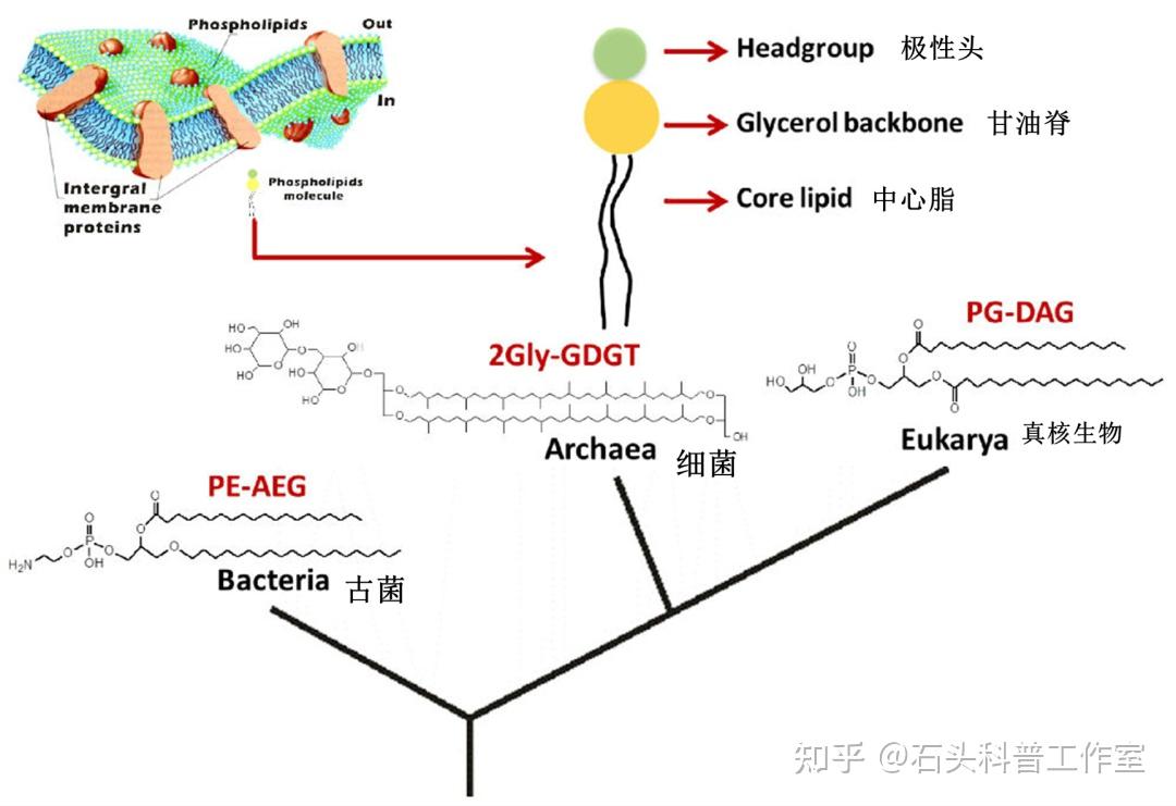 神奇分子在哪里（GDGTs）：微生物是怎么让我们了解气候变化的 - 知乎