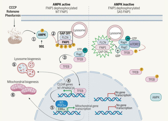 前沿热点：Science最新一期文献速递 - 知乎