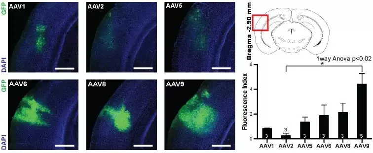 费心整理：神经系统AAV血清型选择指南（值得收藏） - 知乎