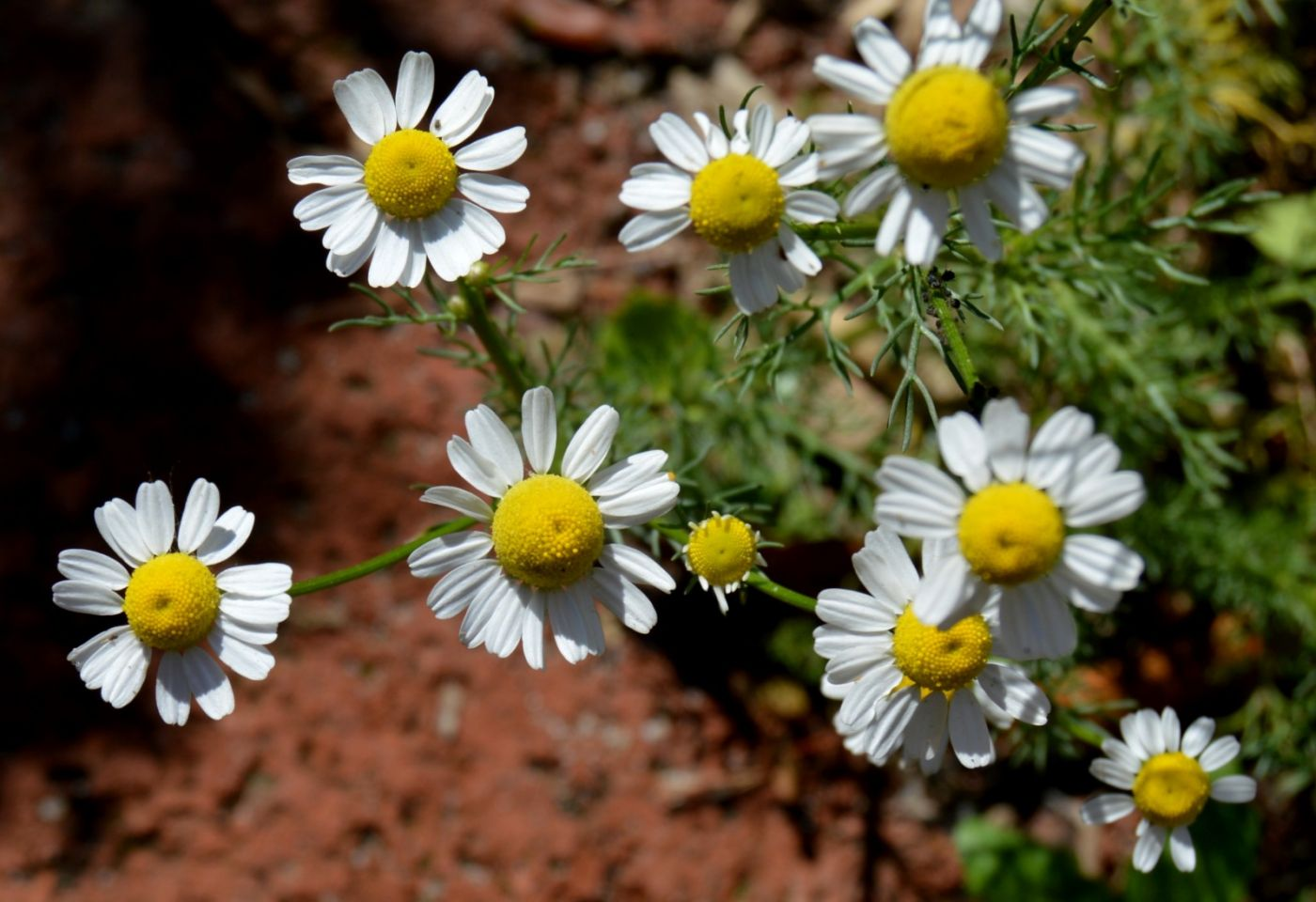 精油小知识 | 德国甘菊 - 知乎