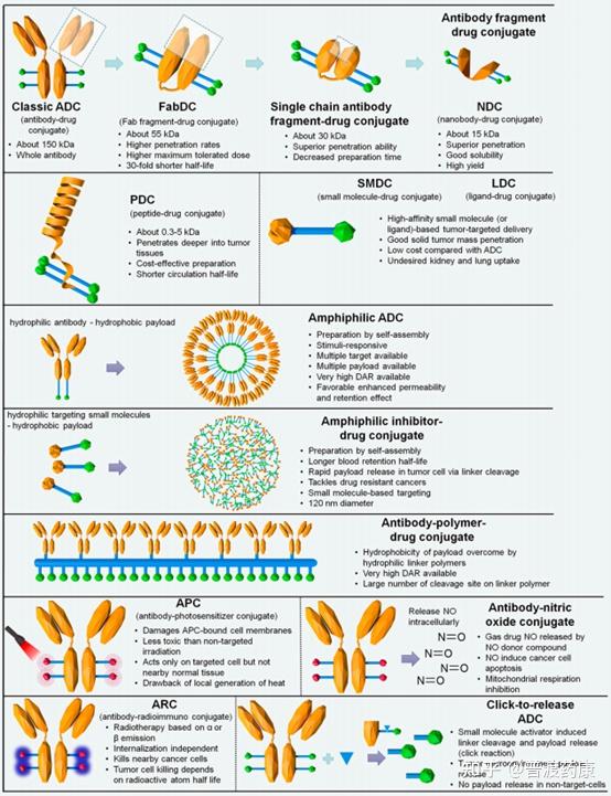 XDC药物最新研究进展 - 知乎