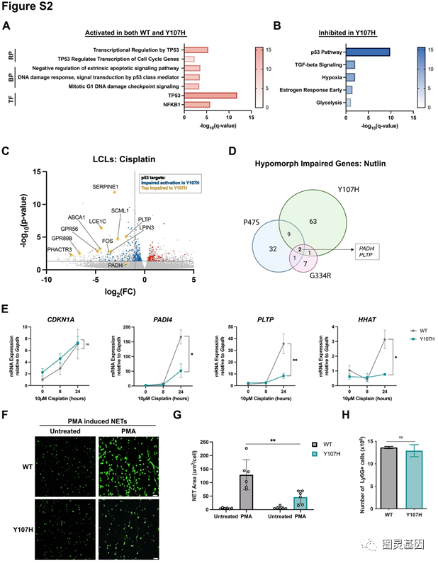 Can Dis | 发现p53触发免疫功能杀死肿瘤新机制 - 知乎