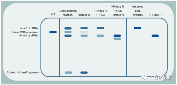 【耀文解读】一文读懂|环状RNA(circRNA)的纯化方法汇总 - 知乎