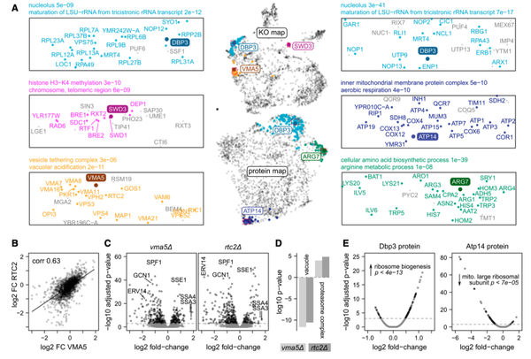 Cell丨全基因组遗传扰动的蛋白质组学景观 - 知乎