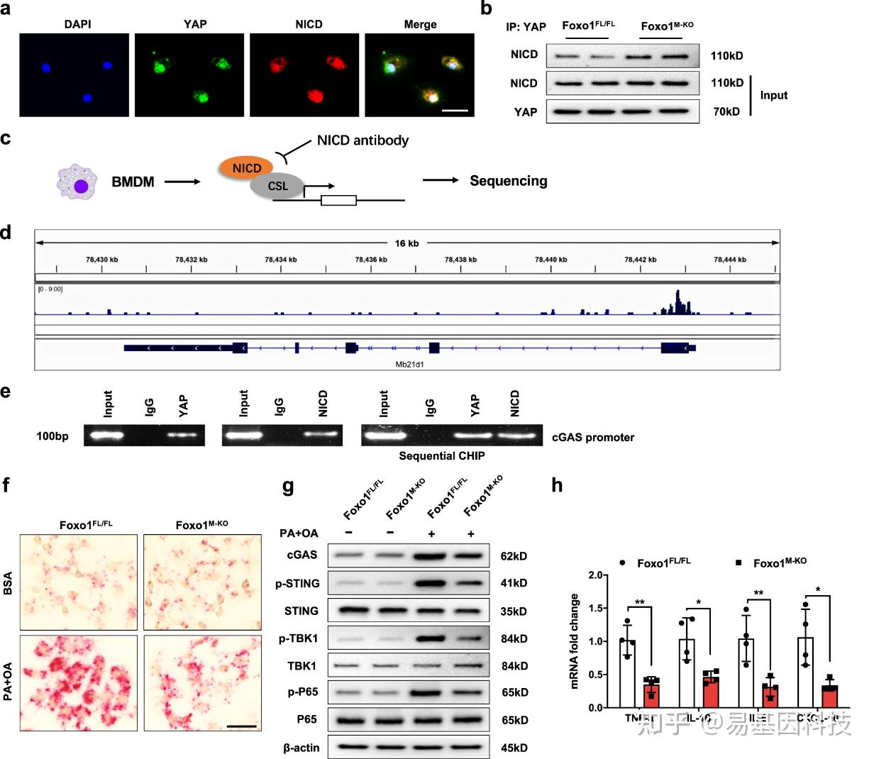 易基因：Exp Mol Med：ChIP-seq等揭示Foxo1-YAP-Notch1轴在疾病进展中的表观调控作用——重编程STING介导的 ...