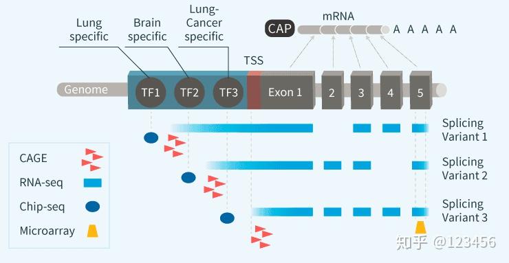 [测序原理] CAGE-seq，加帽端mRNA测序，鉴定转录起始位点（TSS） - 知乎