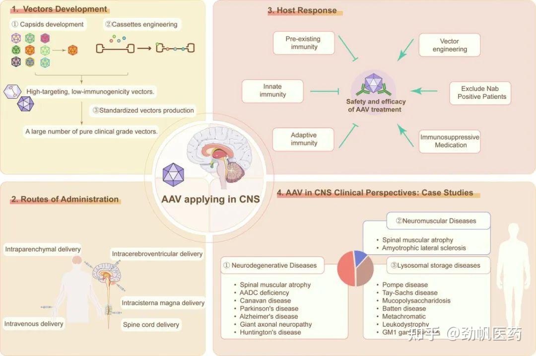 AAV基因治疗在CNS疾病领域的临床现状和挑战 - 知乎