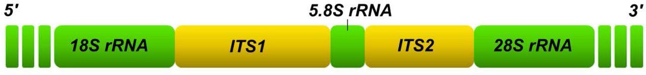16S、18S与ITS介绍 - 知乎