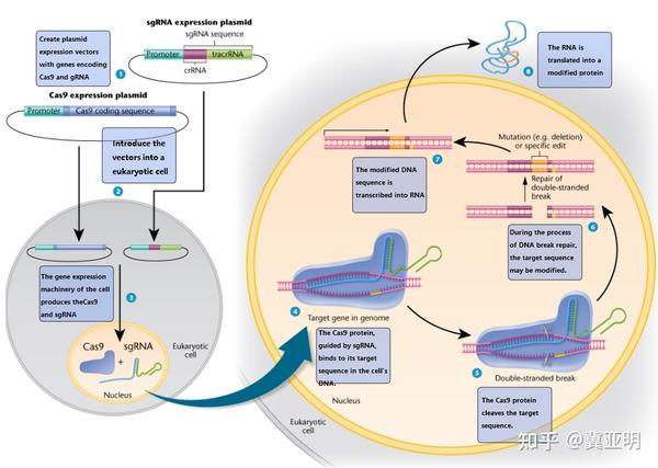 CRISPR/Cas9 - 知乎