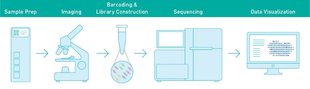Visium 空间转录组：可视化观察组织中的基因表达 - 知乎