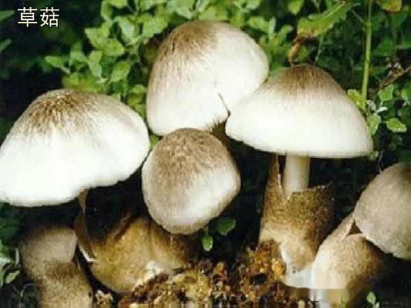 【真菌界全系列-36】伞菌目—光柄菇科 - 知乎