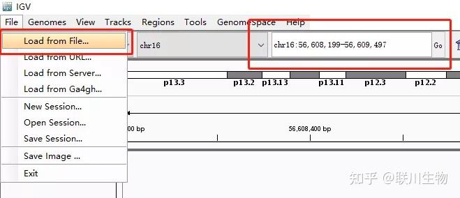 IGV和Adobe AI制作RIP-seq Peak图简易教程|m6A专题 - 知乎