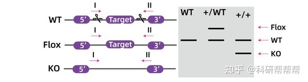 小云讲堂|一文get基因编辑鼠基因型鉴定 - 知乎