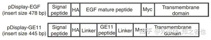 GE11让肿瘤庇护神EGFR无可遁形 - 知乎
