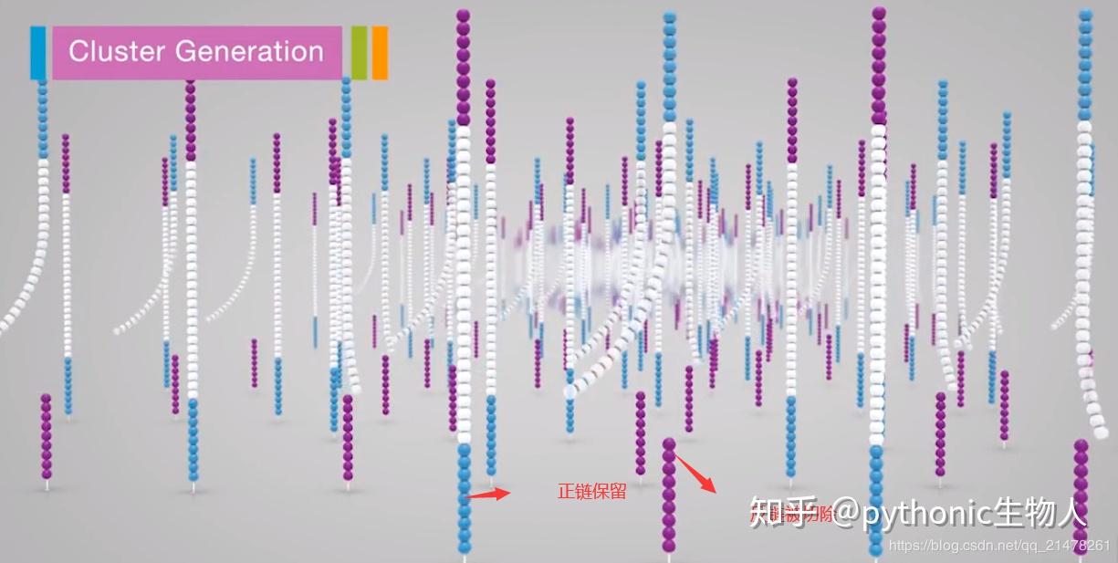 NGS测序原理02-簇生成（Cluster Generation） - 知乎