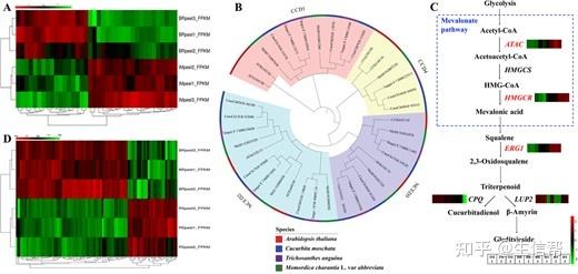 T2T基因组-苦瓜T2T基因组 - 知乎