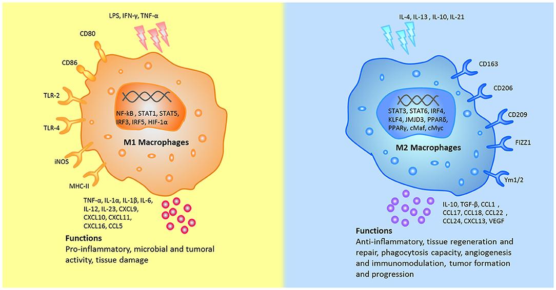 Science｜CXCL9:SPP1巨噬细胞极性确定是肿瘤微环境的一个简单而关键的特征 - 知乎