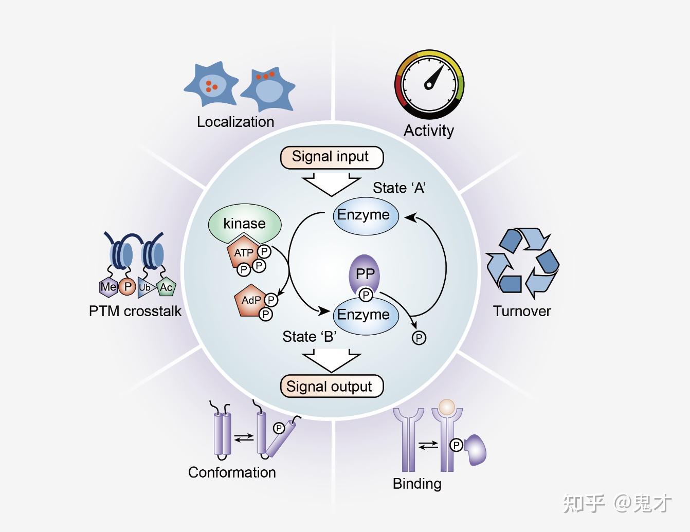 DeepPhos：基于CNN的蛋白质磷酸化位点预测模型 - 知乎