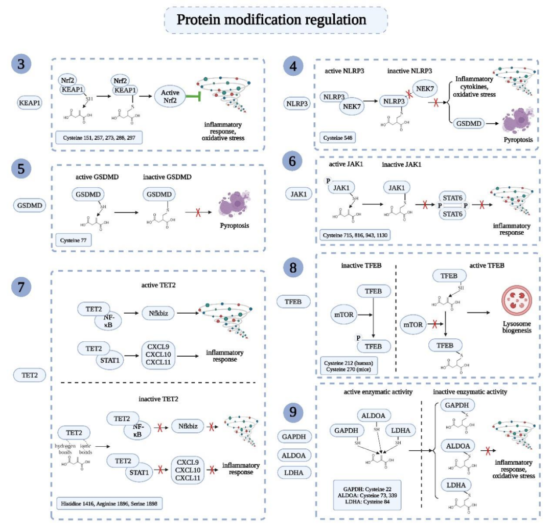 Redox Biol 综述︱吕欣等评述衣康酸在炎症和氧化应激性疾病中的治疗作用和相关机制 - 知乎