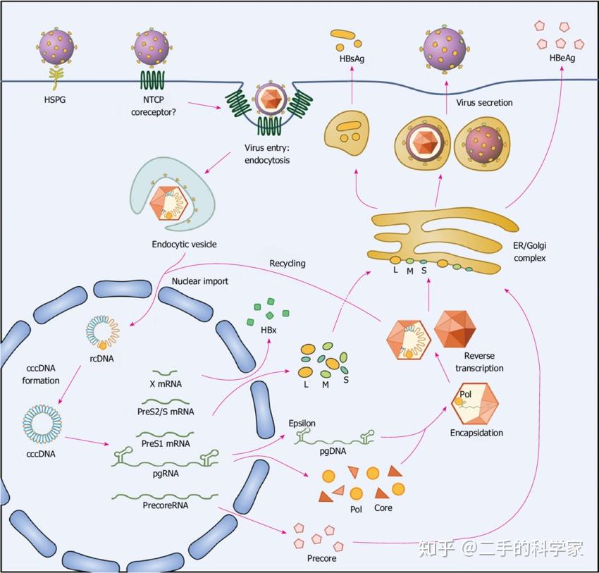 请问 DNA 病毒和 RNA 病毒之间有什么联系？ - 知乎