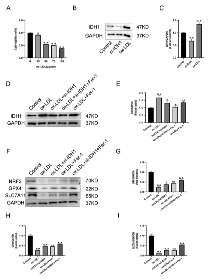 Biology丨IDH1 通过促进巨噬细胞铁死亡从而生成泡沫细胞 - 知乎