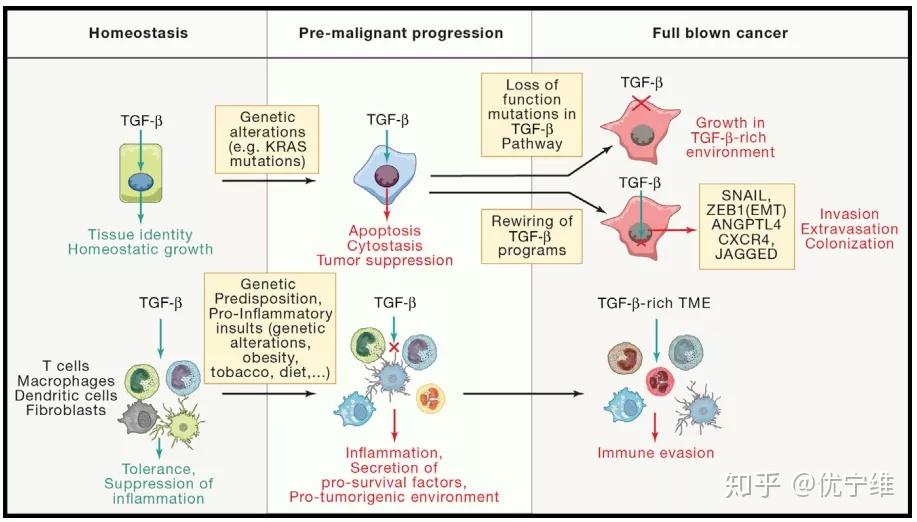 TGF-β：乘风破浪的转化生长因子 - 知乎