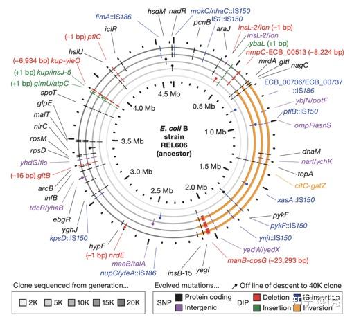 Richard Lenski与30年长期进化实验(LTEE) - 知乎