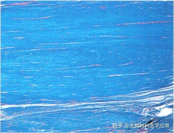 必看！最全SIS-dECM分享——搞懂脱细胞技术基础篇 - 知乎