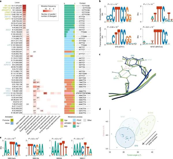 Nature Genetics | 打破传统观点！癌症基因组中的双等位突变揭示关键驱动突变机制 - 知乎