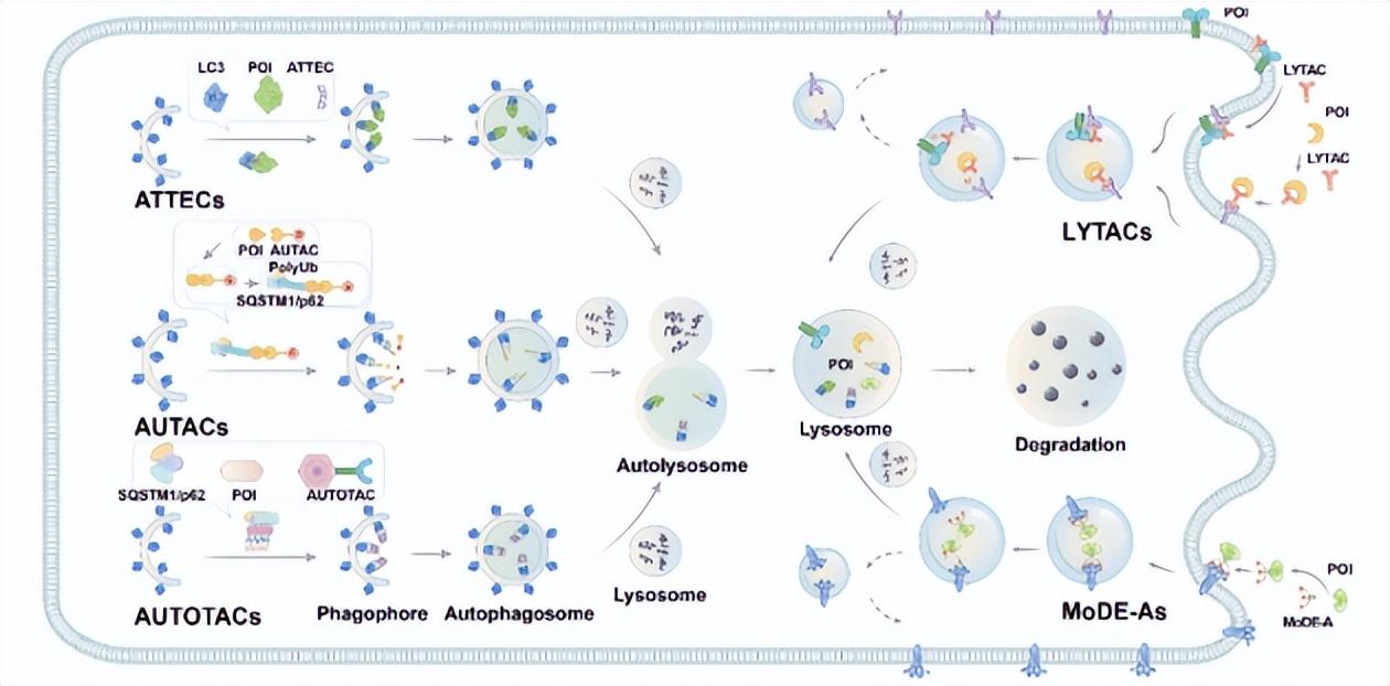 万字详解靶向蛋白降解：诞生二十年、近五年繁荣，一文讲清PROTAC及分子胶等TPD技术 - 知乎